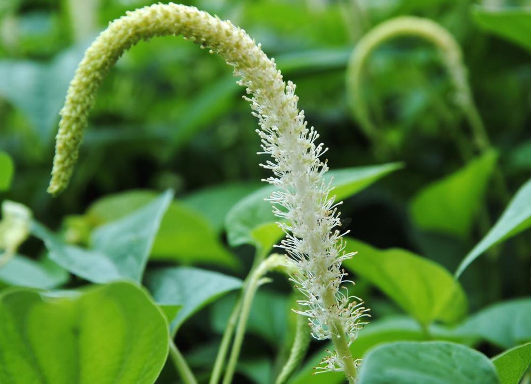 Aquatic Lizard’s Tail or Saururus Cernuus, Winter Hardy Pond Marginal ...