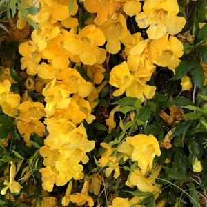 Cat's-claw, Catclaw-creeper, Catclaw-trumpet, Funnel-creeper or ...