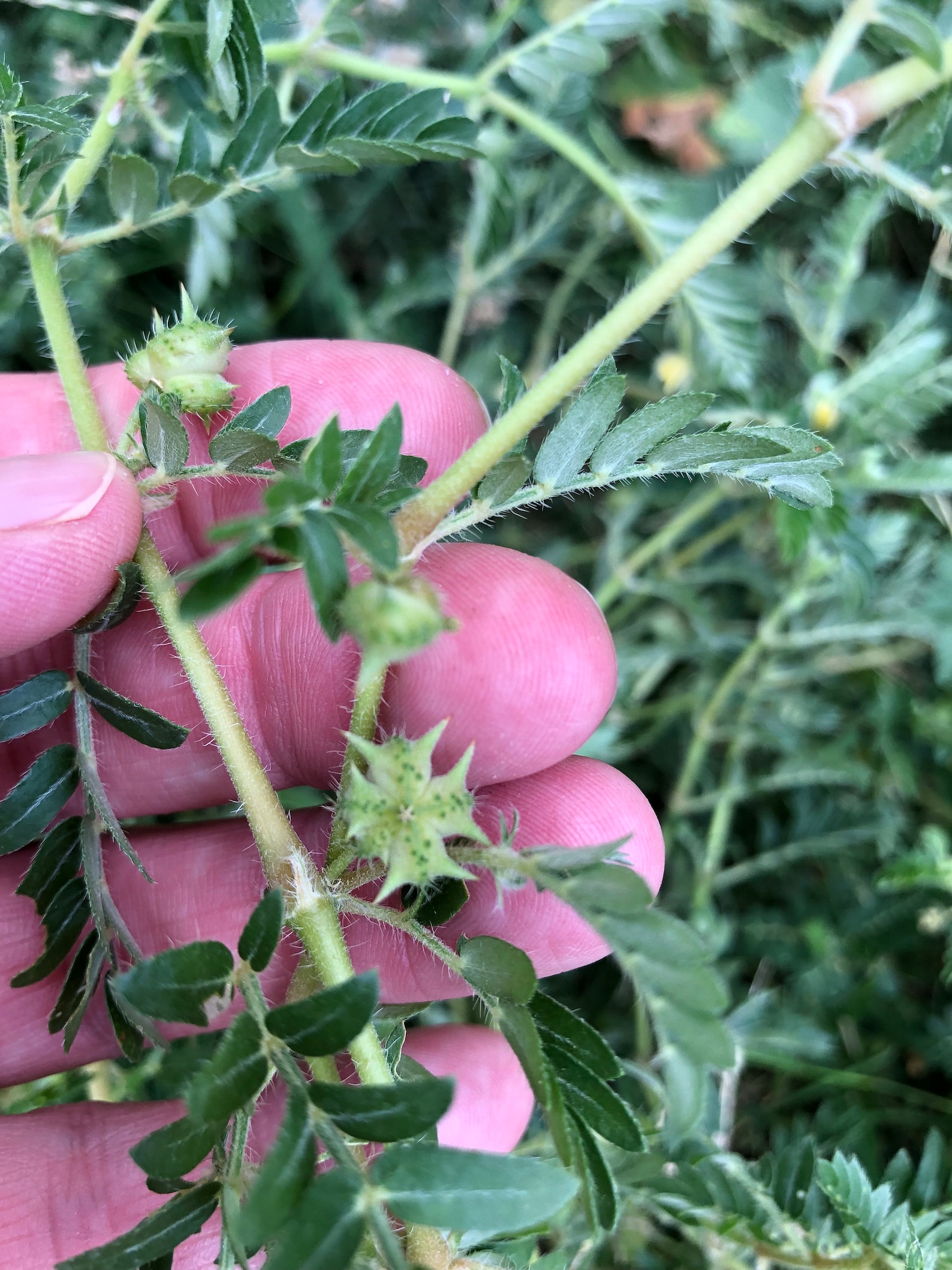 Goats Head Thorns, Goathead, Tribulus Terrestris, Bindii, Puncturevine ...