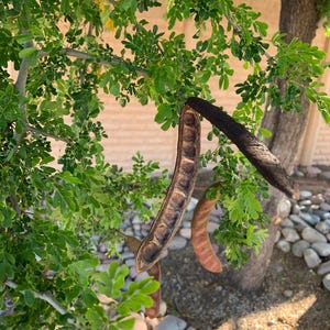 Texas Ebony Tree or Pithecellobium Flexicaule (10 Seeds) - Etsy