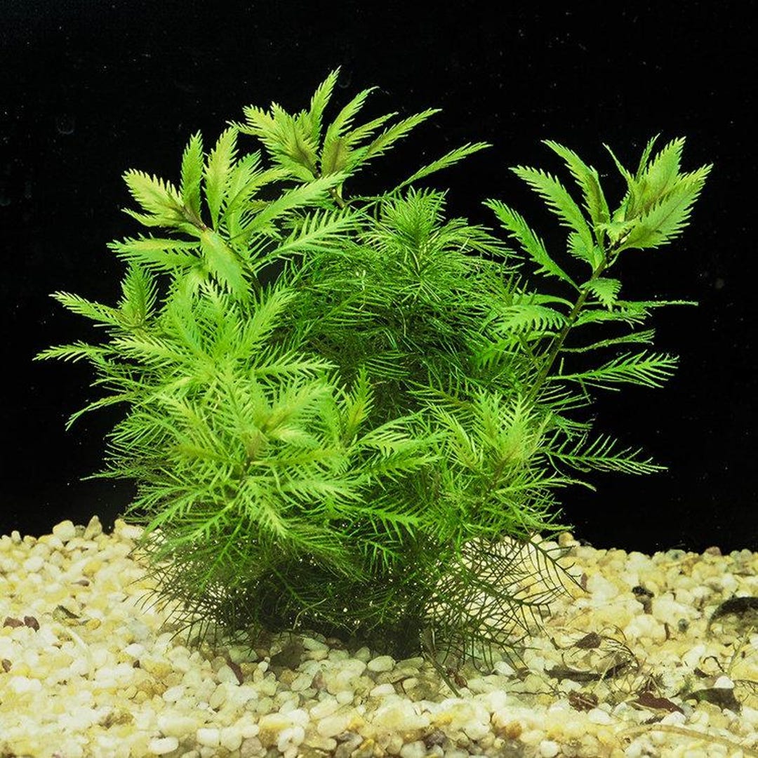 Mermaid Weed, Proserpinaca Palustris, Marsh Mermaid Weed, Common ...