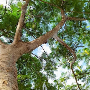 Organic Lead Tree Leucaena Leucocephala 20 Seeds - Etsy