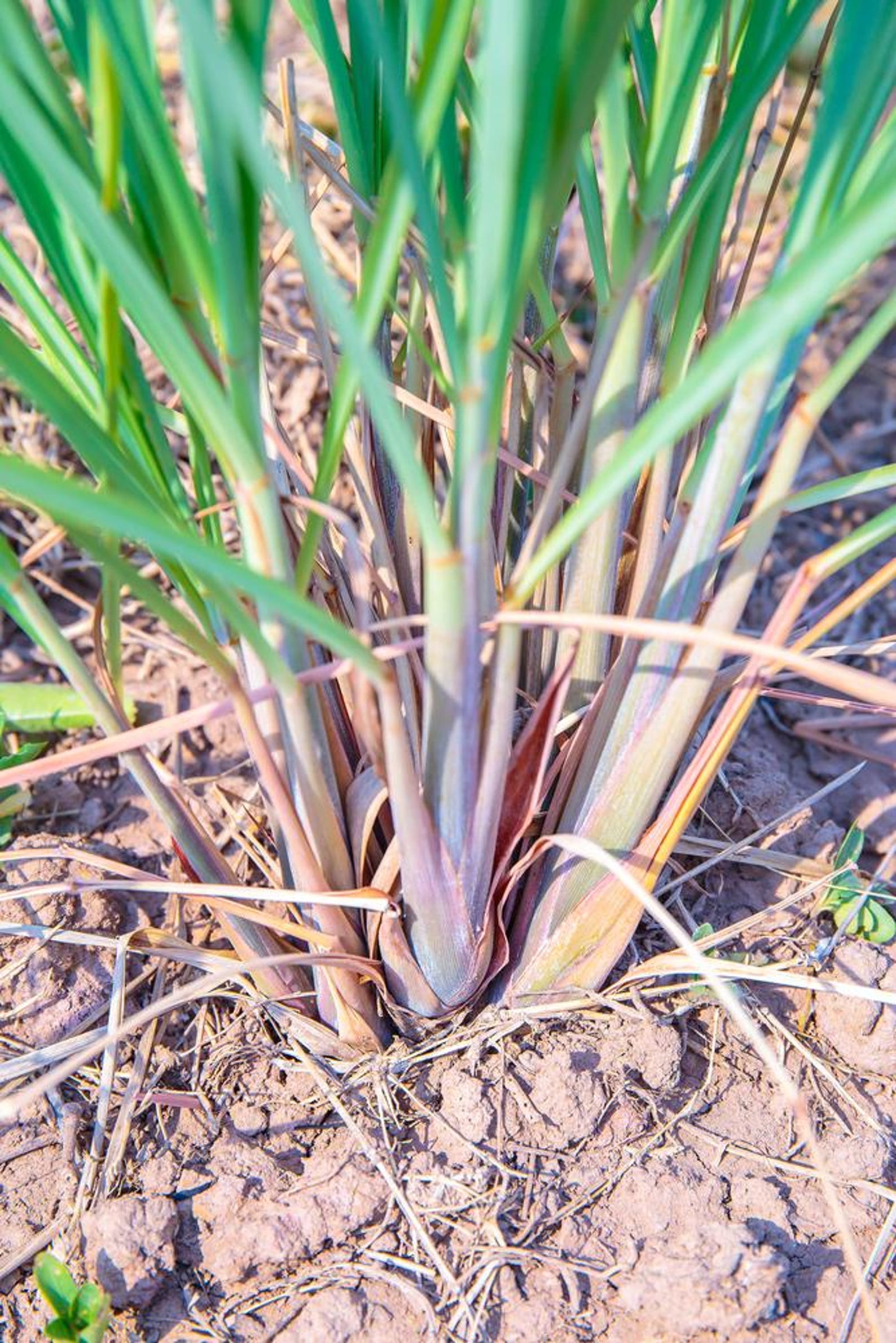 Lemon Grass, Cymbopogon, Citronella Grass, Fever Grass, Malabar Grass ...