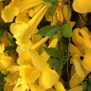 Cat's-claw, Catclaw-creeper, Catclaw-trumpet, Funnel-creeper or ...