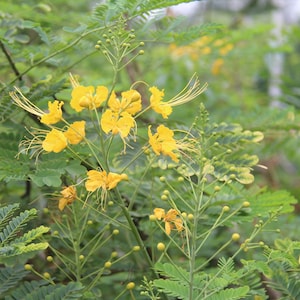 Mexican Holdback, Mexican Caesalpinia, Tabachín Del Monte ...