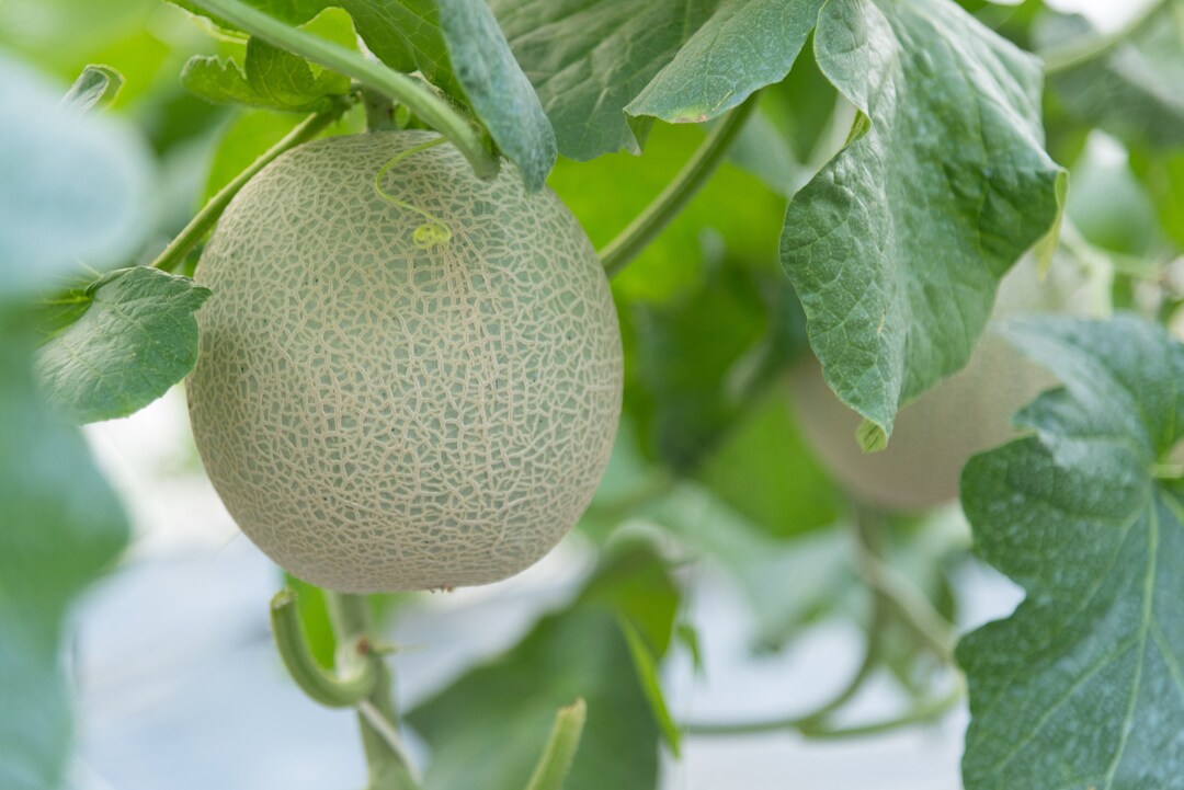 Cantaloupe Rockmelon Organic Handpicked Seeds 20 Pack - Etsy