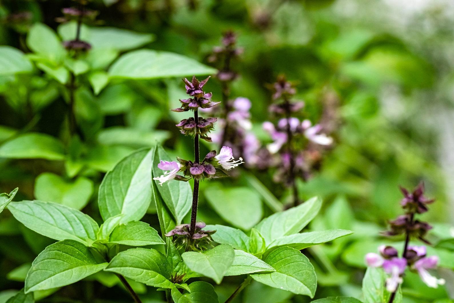 Thai Sweet Basil (ocimum Basilicum Var. Thyrsiflora) Seeds 20 - Etsy