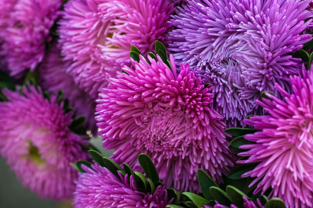 China Aster Seeds Powderpuff Mix Callistephus Chinensis 20 Seeds - Etsy