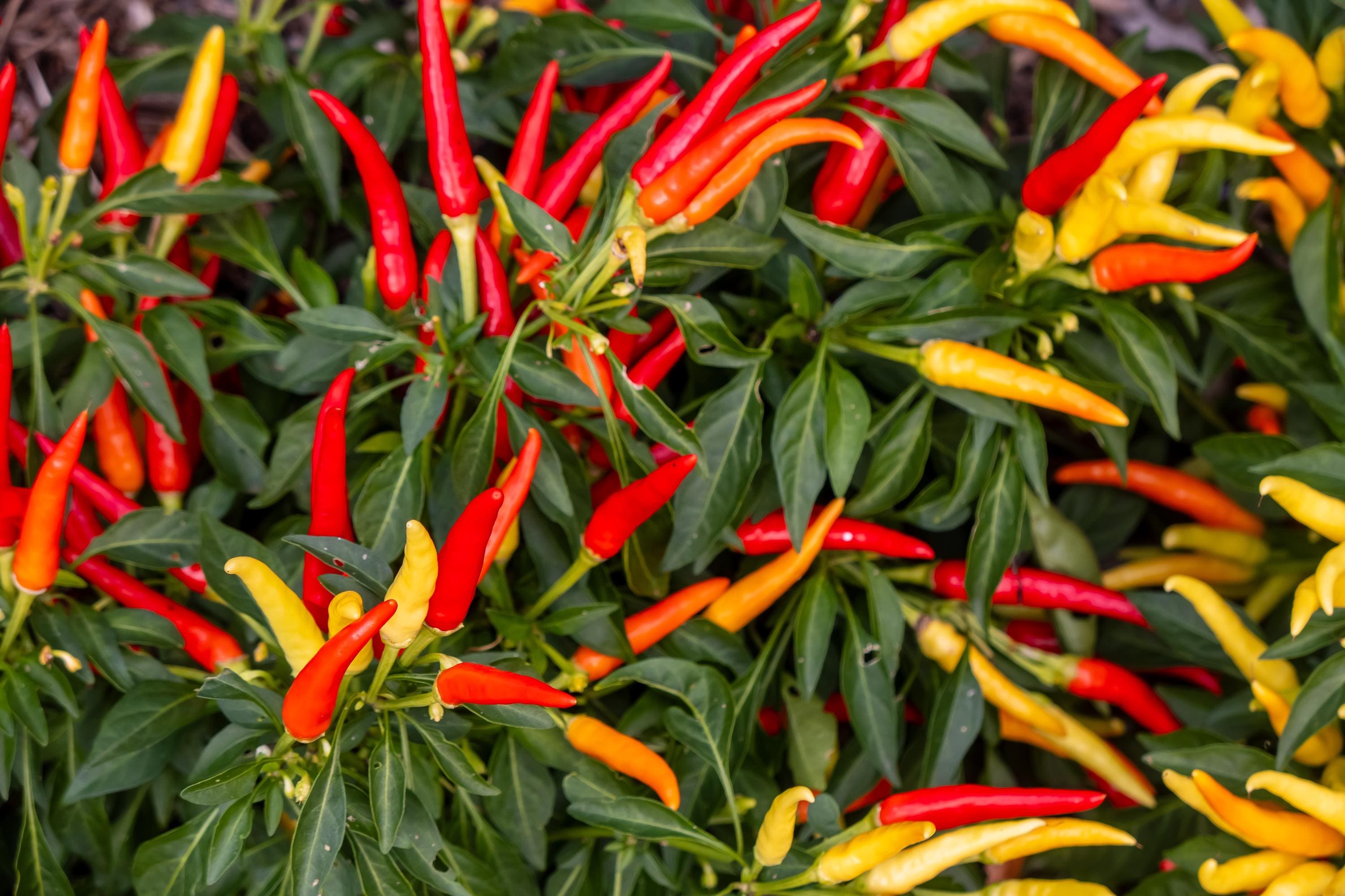 Thai Chili, Bird's Eye Chili Pepper, Thai Dragon Peppers, African Devil ...