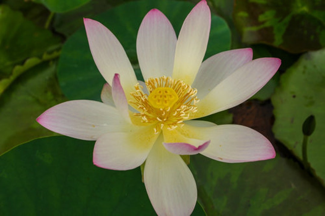 Nelumbo Mrs. Perry D. Slocum Lotus Tuber - Etsy