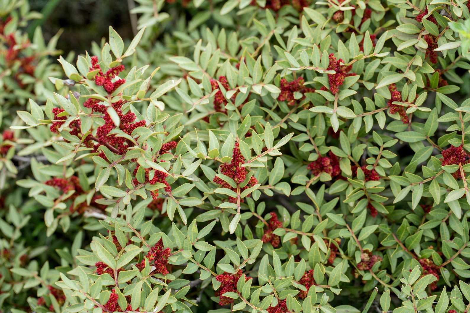 Mastic Pistacia Lentiscus Organic Hand Collected 10 Seeds - Etsy