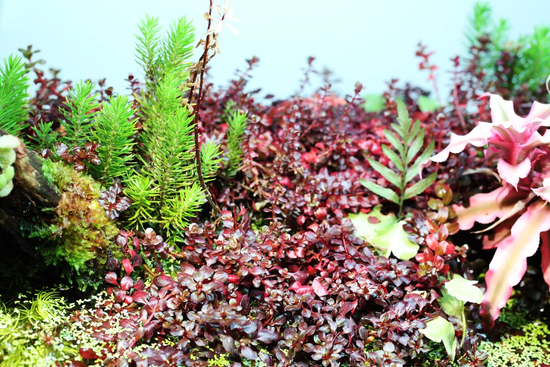 Ludwigia Repens Rubin Freshwater Aquarium Aquatic Plant Portion Cups 3. ...