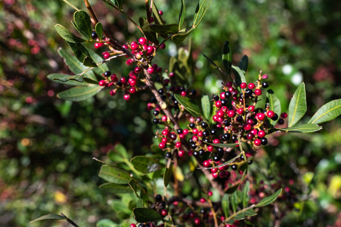 Mastic Pistacia Lentiscus Organic Hand Collected 10 Seeds - Etsy