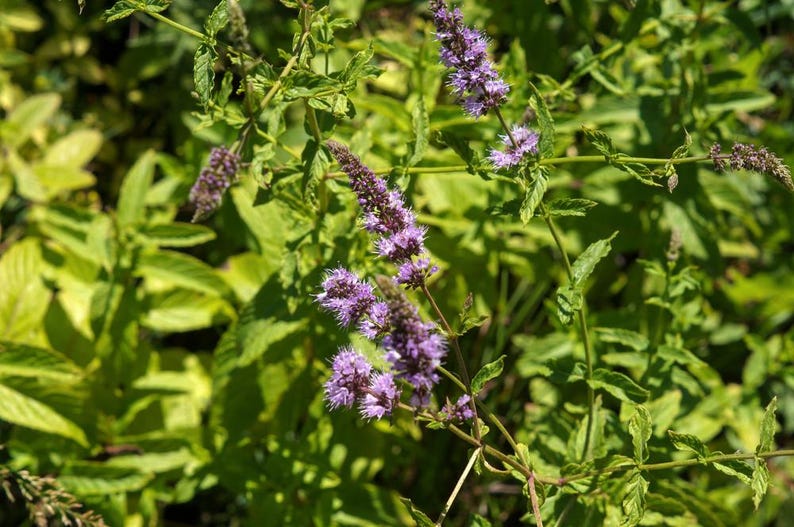 Peppermint, Mentha × Piperita, Brandy Mint, American Mint, Lamb Mint ...