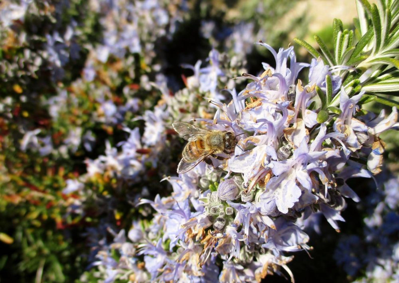 Trailing Rosemary, Rosmarinus Officinalis, Creeping Rosemary, Prostrate ...
