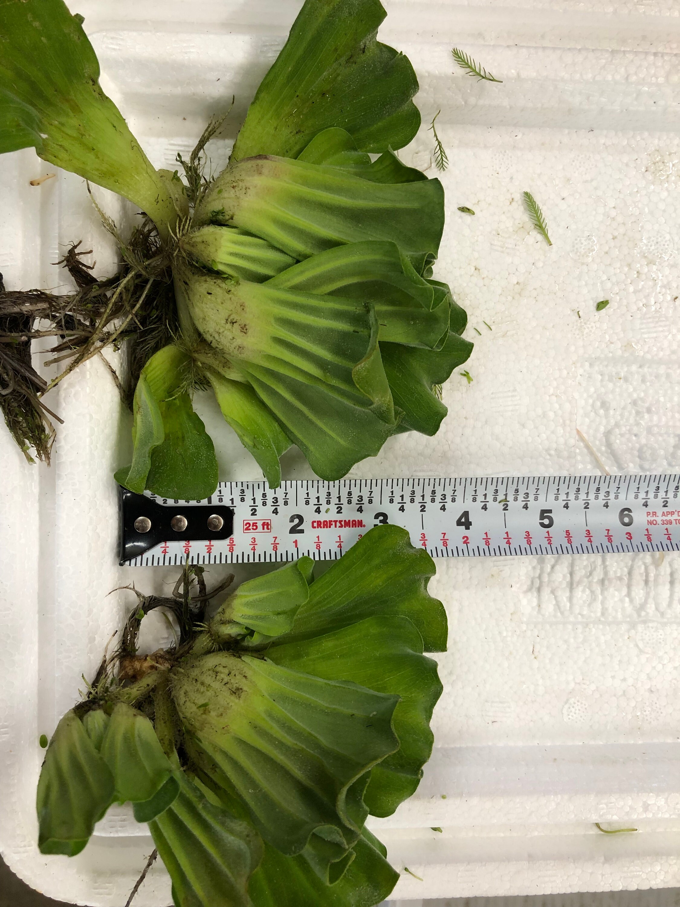 Rosette Water Lettuce or Pistia Stratiotes Floating Freshwater Aquatic ...