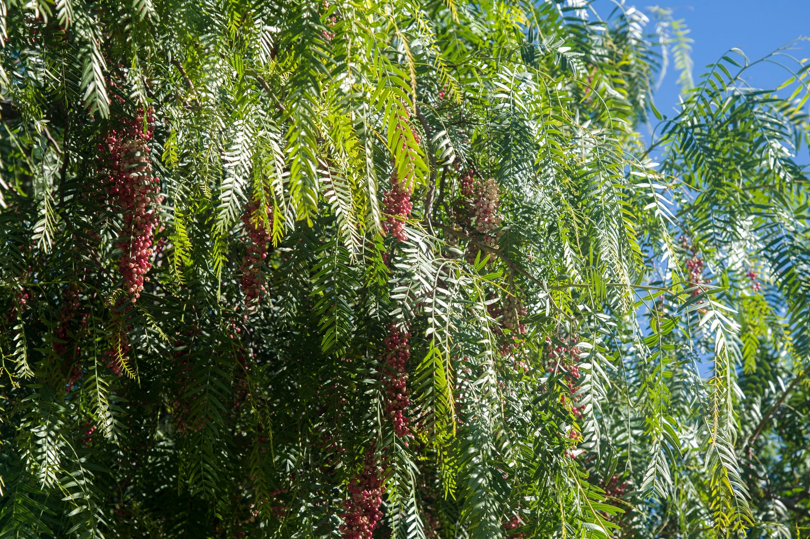 African Sumac Tree or Rhus Lancea 20 Seeds - Etsy