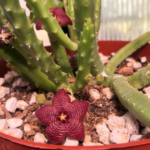 Stapelia Scitula 1 Plant Stapelia Starfish Flower Cactus Succulent - Etsy