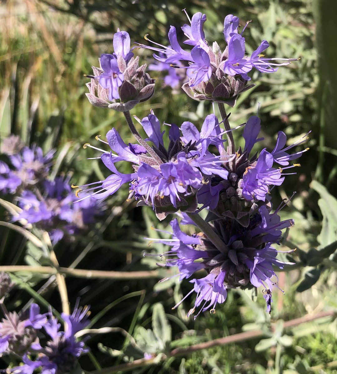Cleveland Sage or Salvia Clevelandii (10 Seeds) the Fragrant Sage, Blue ...