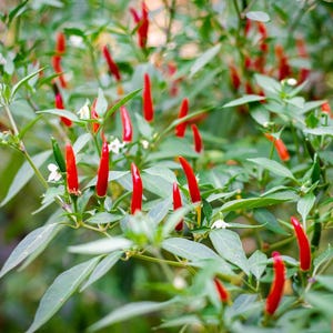 Thai Chili, Bird's Eye Chili Pepper, Thai Dragon Peppers, African Devil ...
