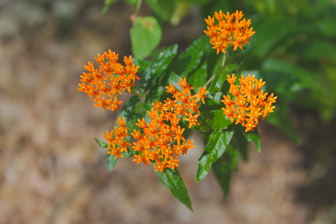 Butterfly Milkweed, Asclepias Tuberosa, Butterfly Weed, Chieger Flower ...
