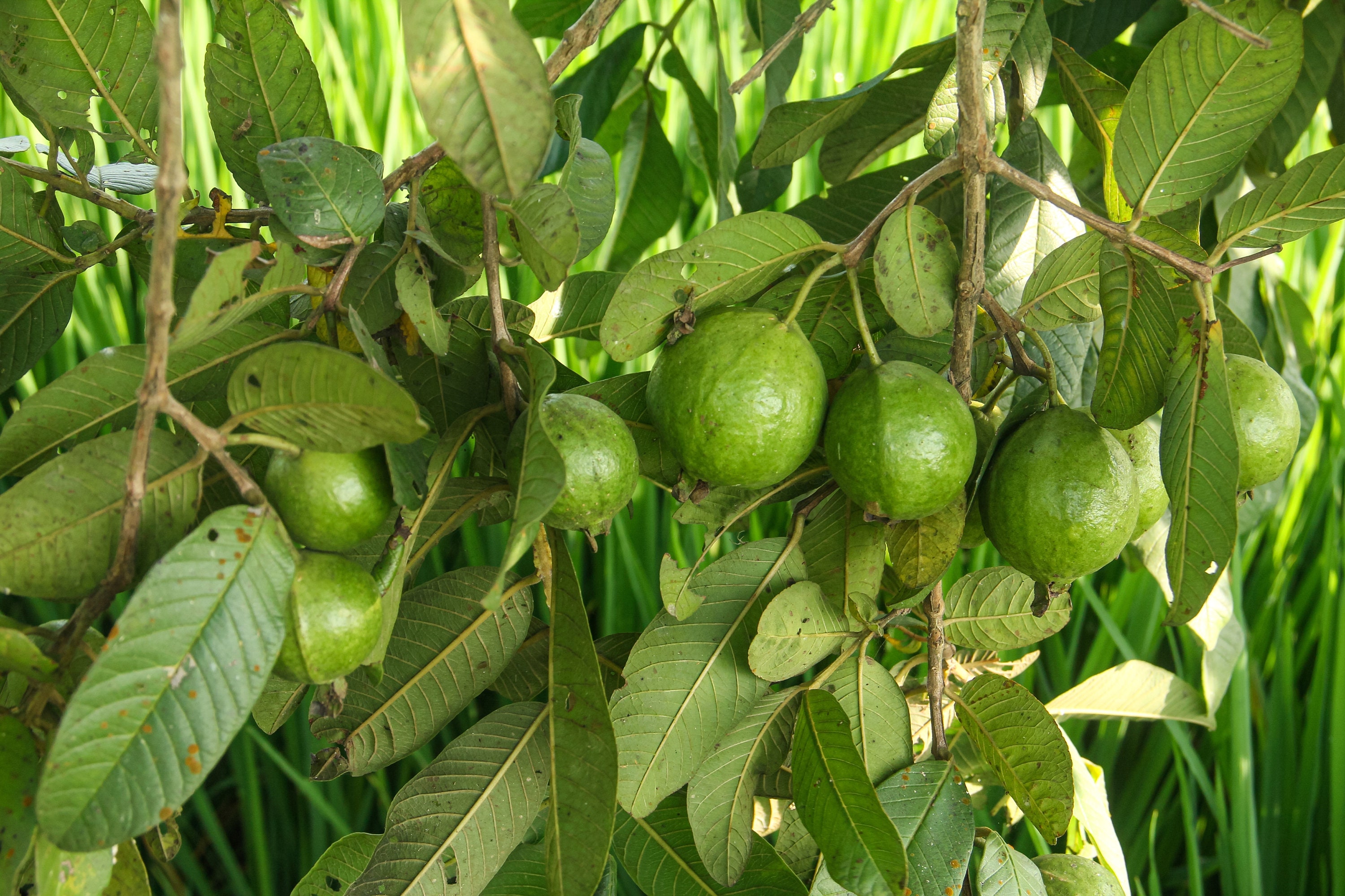 White Guava 10 Seeds, Psidium Guajava, Thai Guava, Taiwan Guava, Asian ...