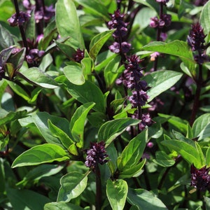 Thai Sweet Basil (ocimum Basilicum Var. Thyrsiflora) Seeds 20 - Etsy