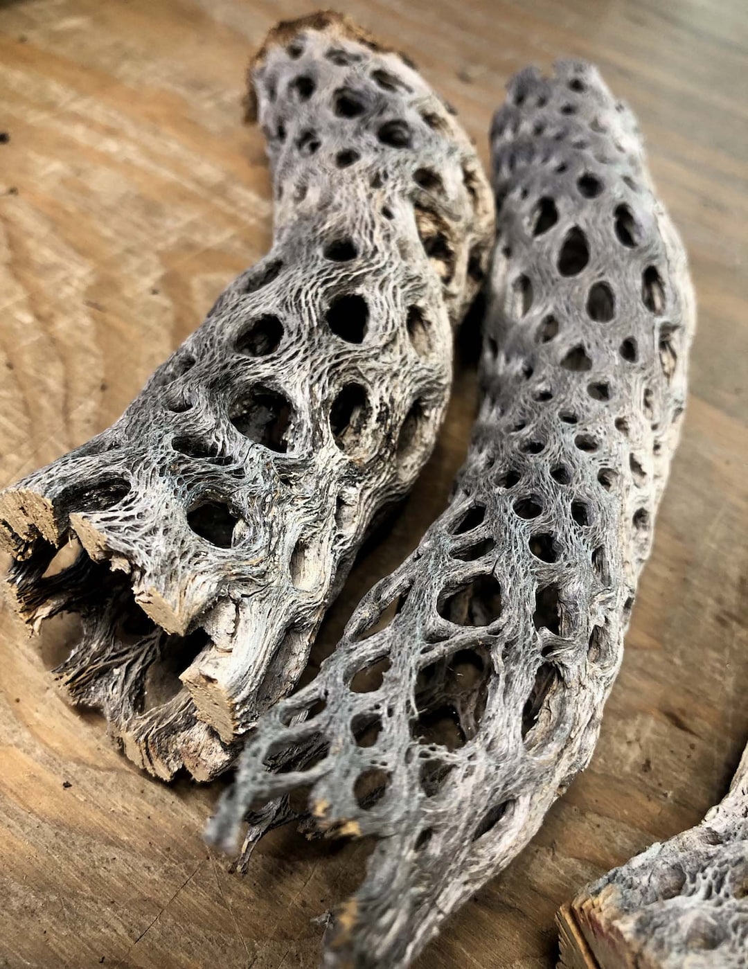 Cholla Dried Cactus Wood Medium Size Pieces for Art Display, Southwest ...