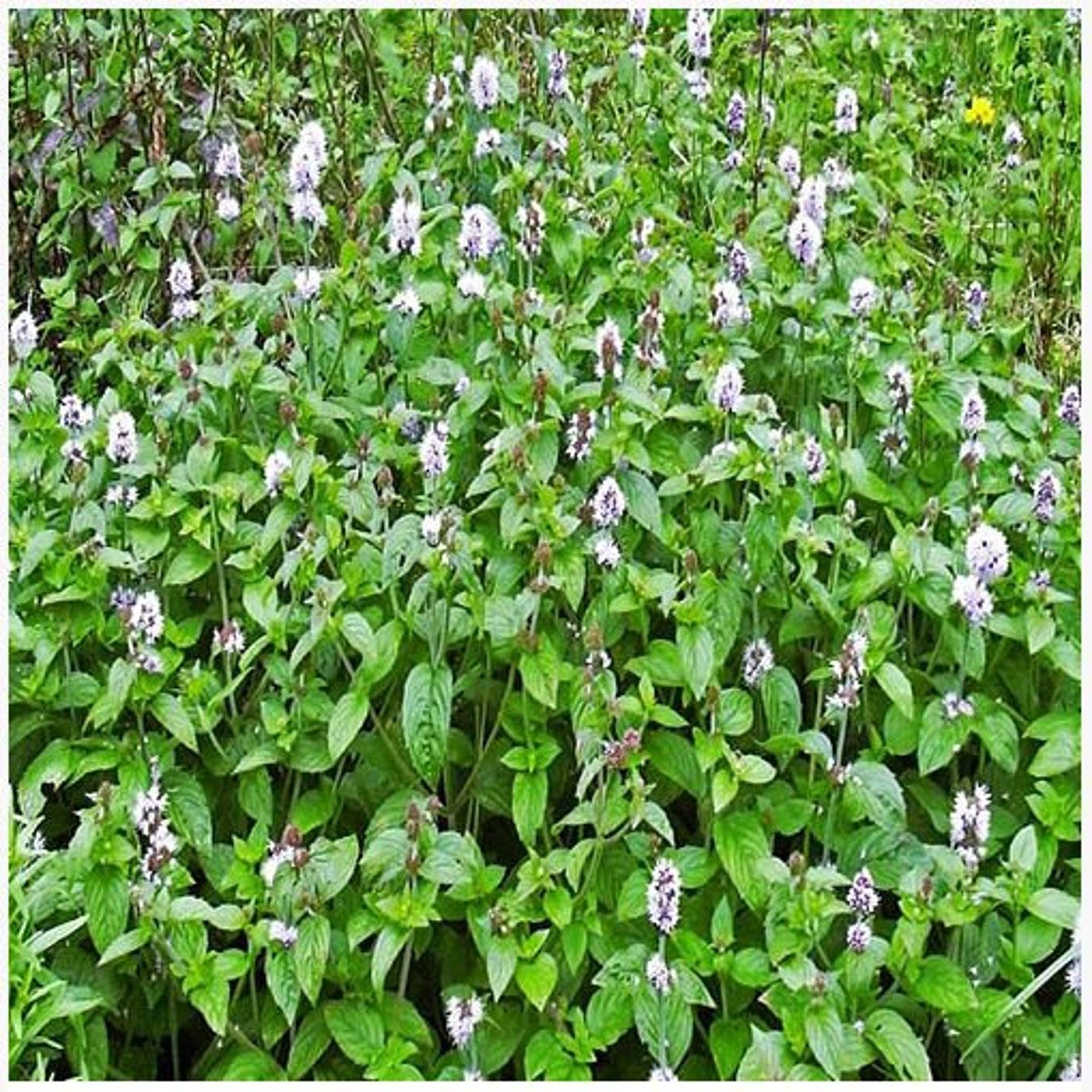 Aquatic Mint or Mentha Aquatica Floating/bog Aquatic Pond Plant pack of ...
