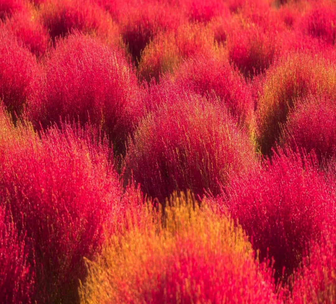 Burning Bush, Kochia Trichophylla, Summer Cypress, Mexican Fireweed ...