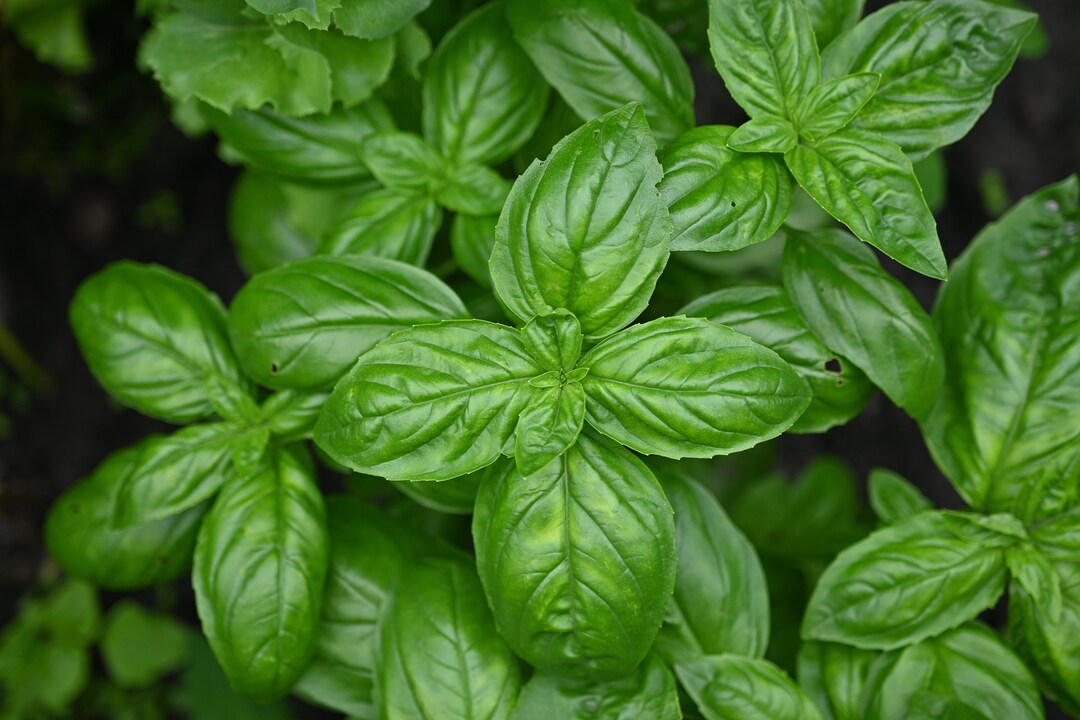 Large Leaf Italian Basil, Genovese Basil, Ocimum Basilicum, Italian ...
