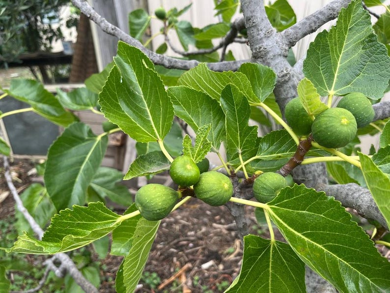 Organic Jancie Seedless White Fig Tree Cuttings for Rooting 6 Stems ...