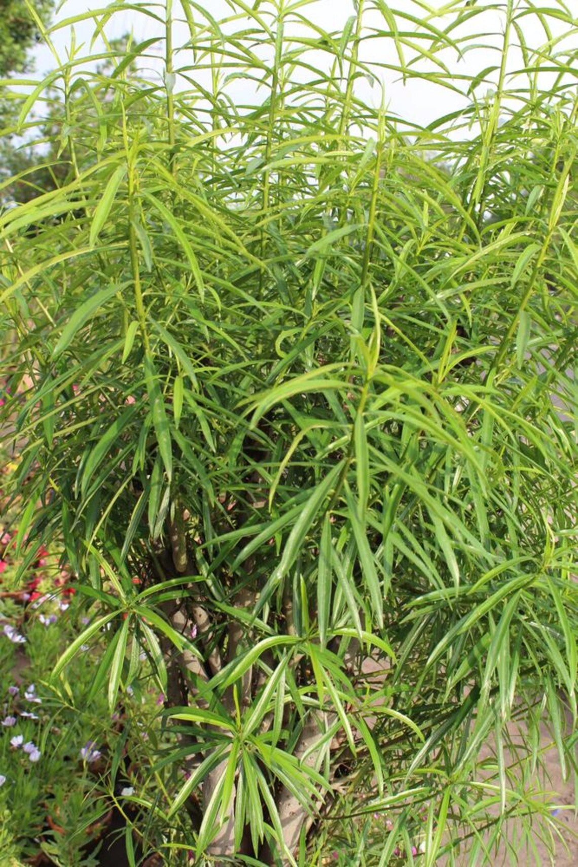 African Sumac Tree, Willow Rhus, Karee or Rhus Lancea (20 Seeds) - Etsy