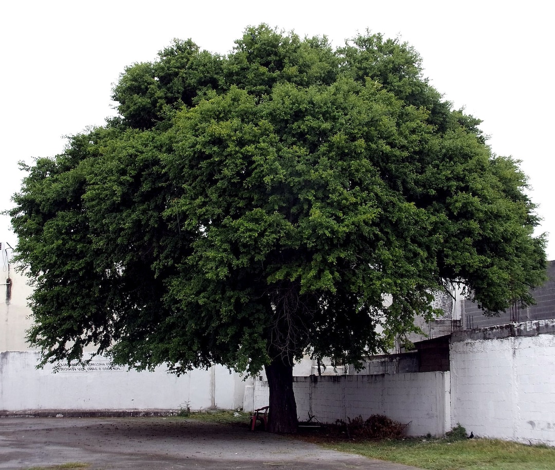 Texas Ebony Tree or Pithecellobium Flexicaule (10 Seeds) - Etsy