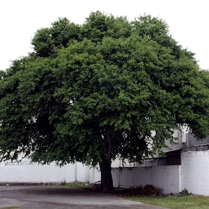 Texas Ebony Tree or Pithecellobium Flexicaule (10 Seeds) - Etsy