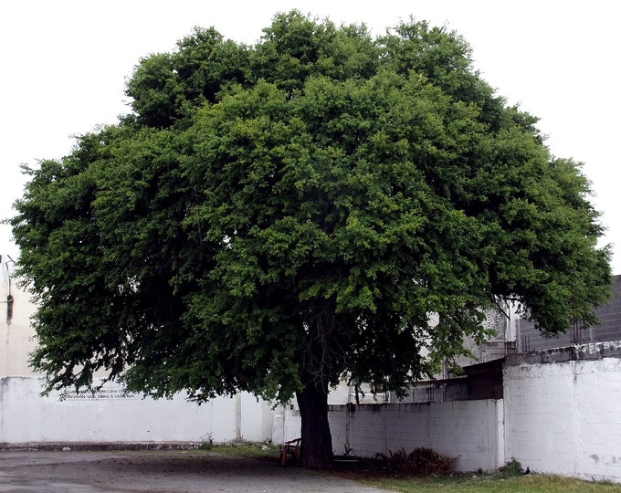 Texas Ebony Tree or Pithecellobium Flexicaule 10 Seeds - Etsy