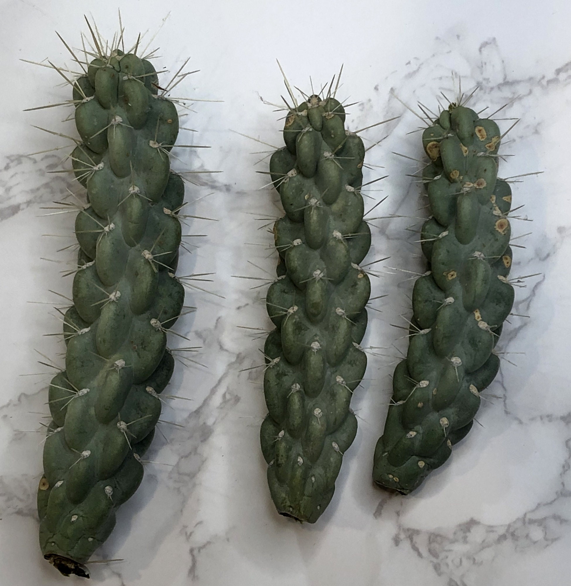 Jumping Cholla, Hanging Chain Cholla or Cylindropuntia Fulgida (3 ...