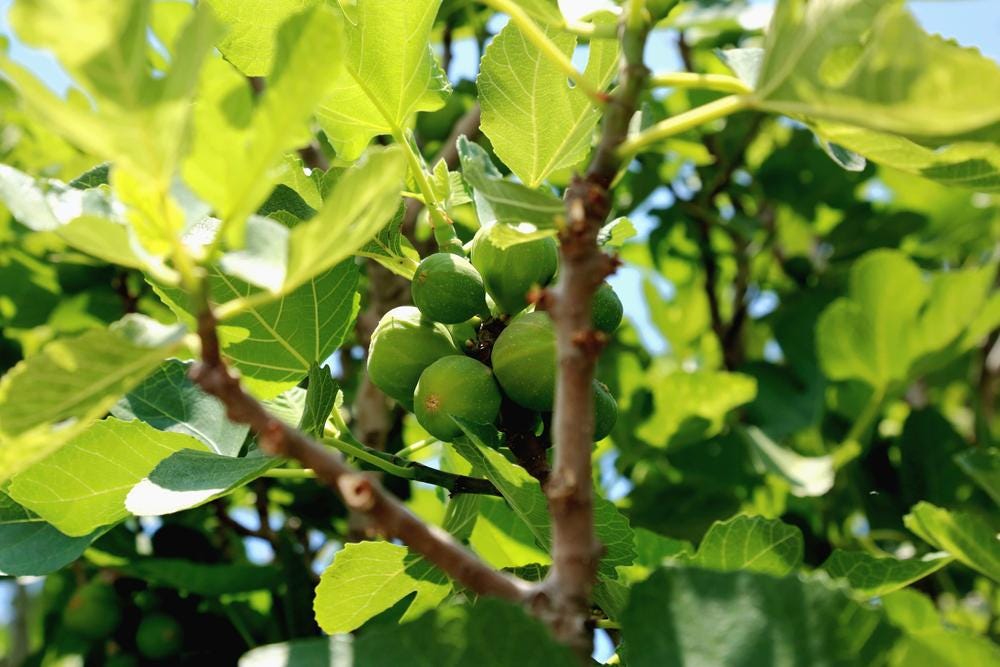 Organic Jancie Seedless White Fig Tree Cuttings for Rooting 6 Stems ...