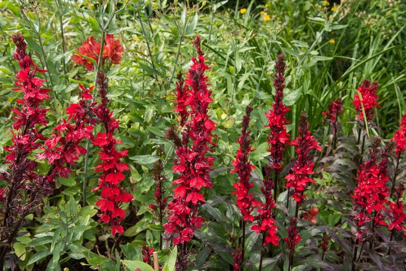Lobelia Cardinalis, Cardinal Flower, Cardinal Flower, Indian Pink, Blue ...