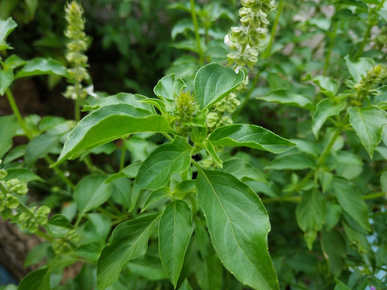 Thai Sweet Basil (ocimum Basilicum Var. Thyrsiflora) Seeds 20 - Etsy