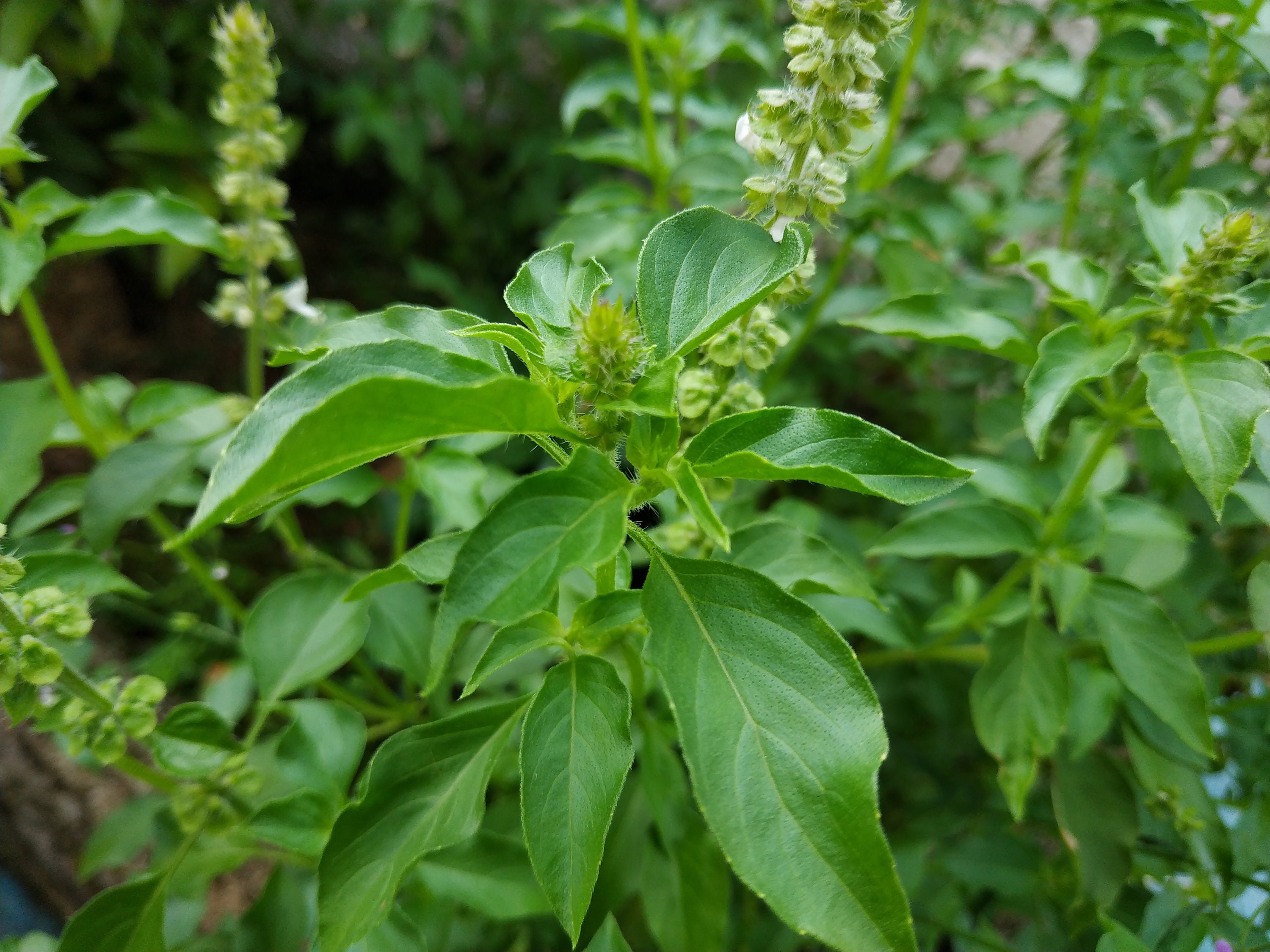 Thai Sweet Basil (ocimum Basilicum Var. Thyrsiflora) Seeds 20 - Etsy