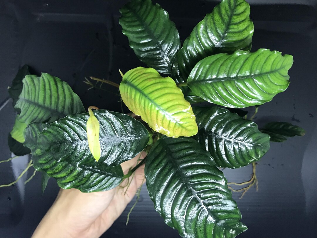 Anubias Coffeefolia, Anubias Barteri Var. 'coffeefolia' Freshwater ...