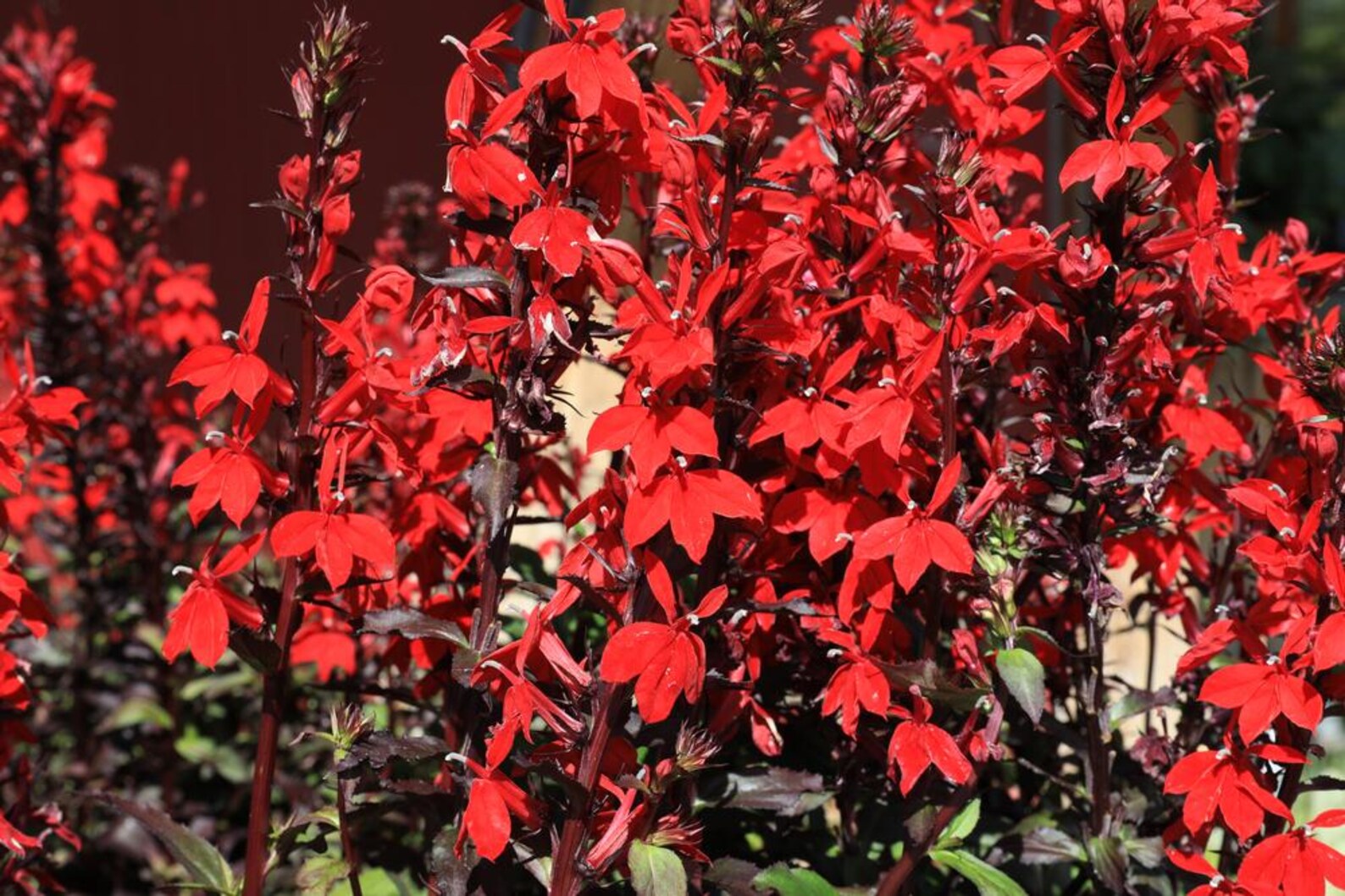 Lobelia Cardinalis, Cardinal Flower, Cardinal Flower, Indian Pink, Blue ...