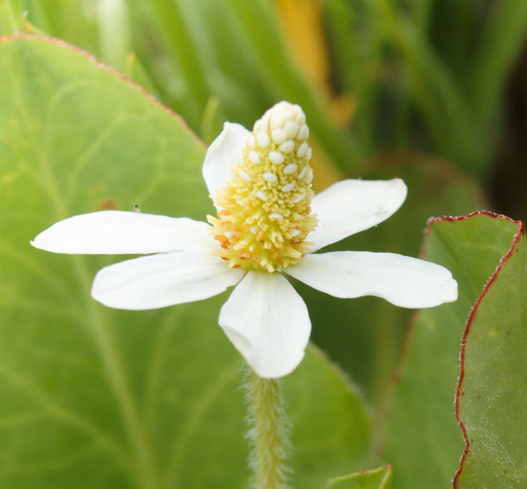 Yerba Mansa, Anemopsis Californica or Lizard Tail Hand Collected (20 ...