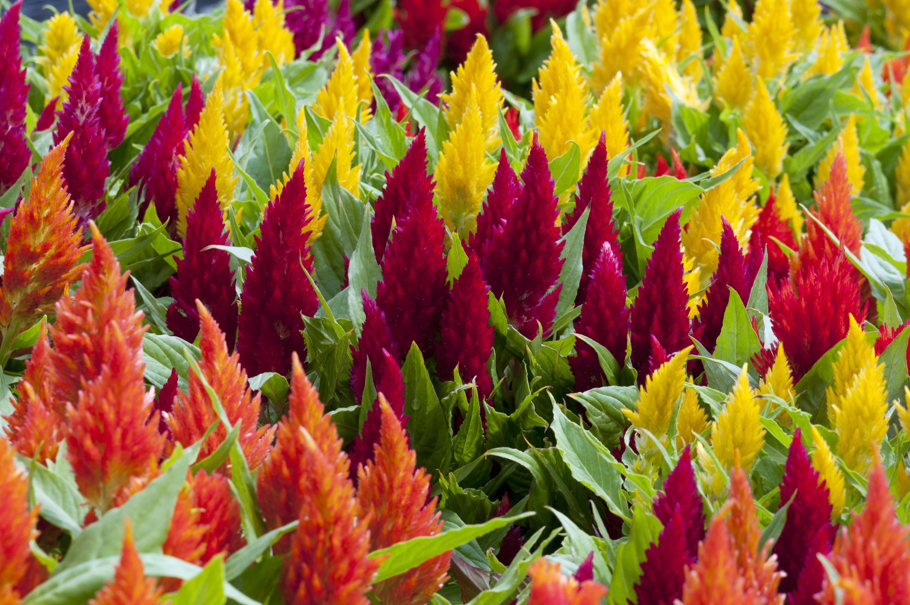 Pampas Plume, Celosia, Woolflower, Prince of Wales Feather, Prince ...