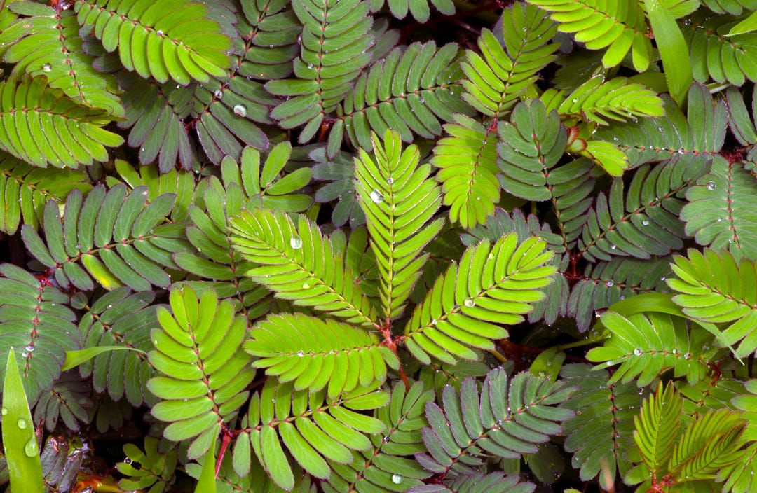 Sensitive Plant or Neptunia Aquatica Floating Aquatic Pond Plant (pack ...