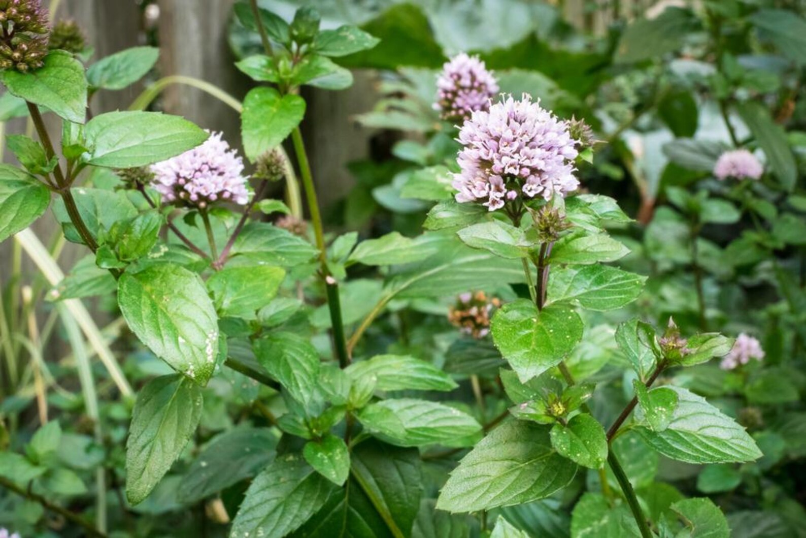 Peppermint, Mentha × Piperita, Brandy Mint, American Mint, Lamb Mint ...