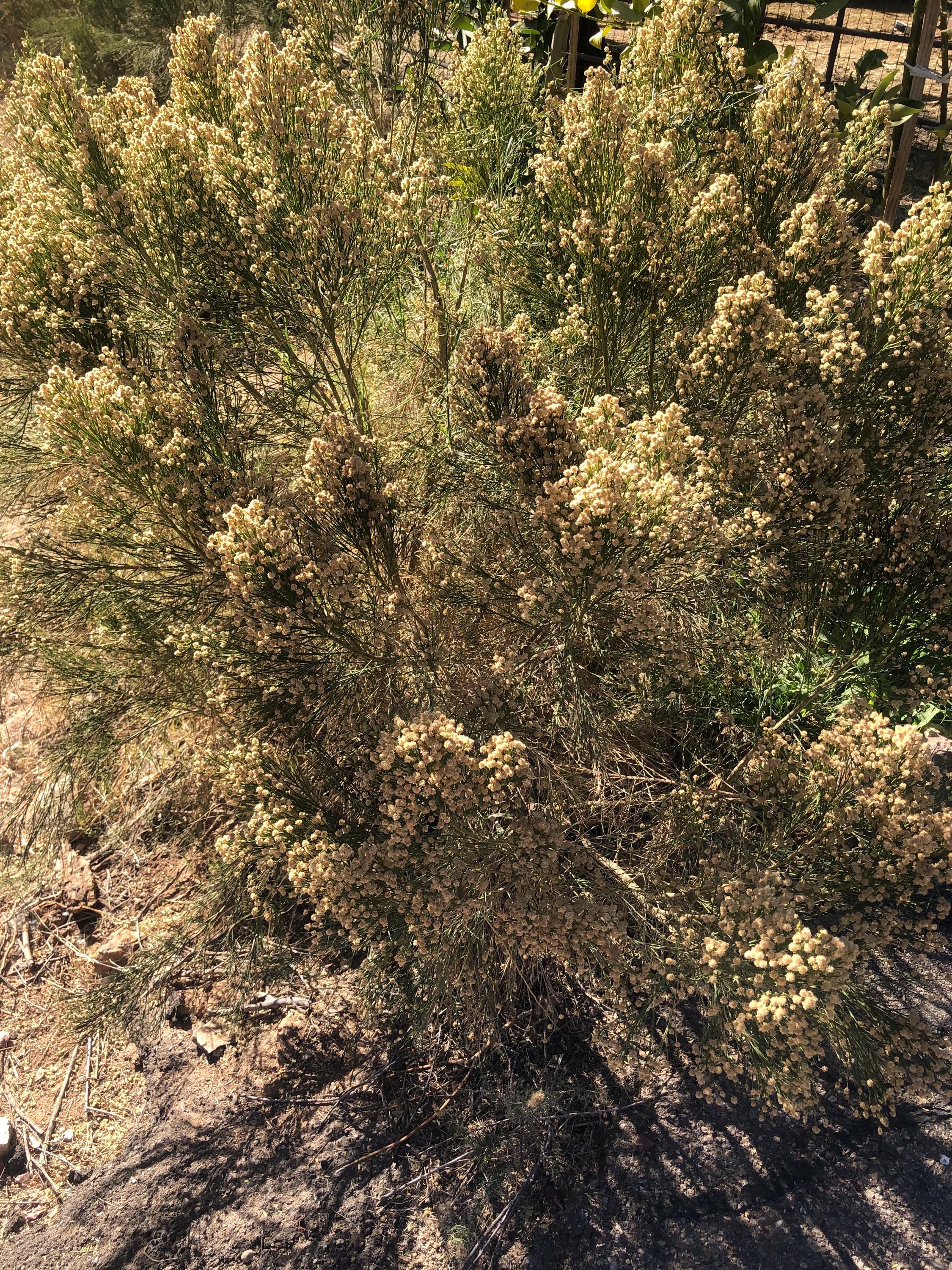 Desert Broom, Baccharis Sarothroides, Broom Baccharis, Greasewood ...