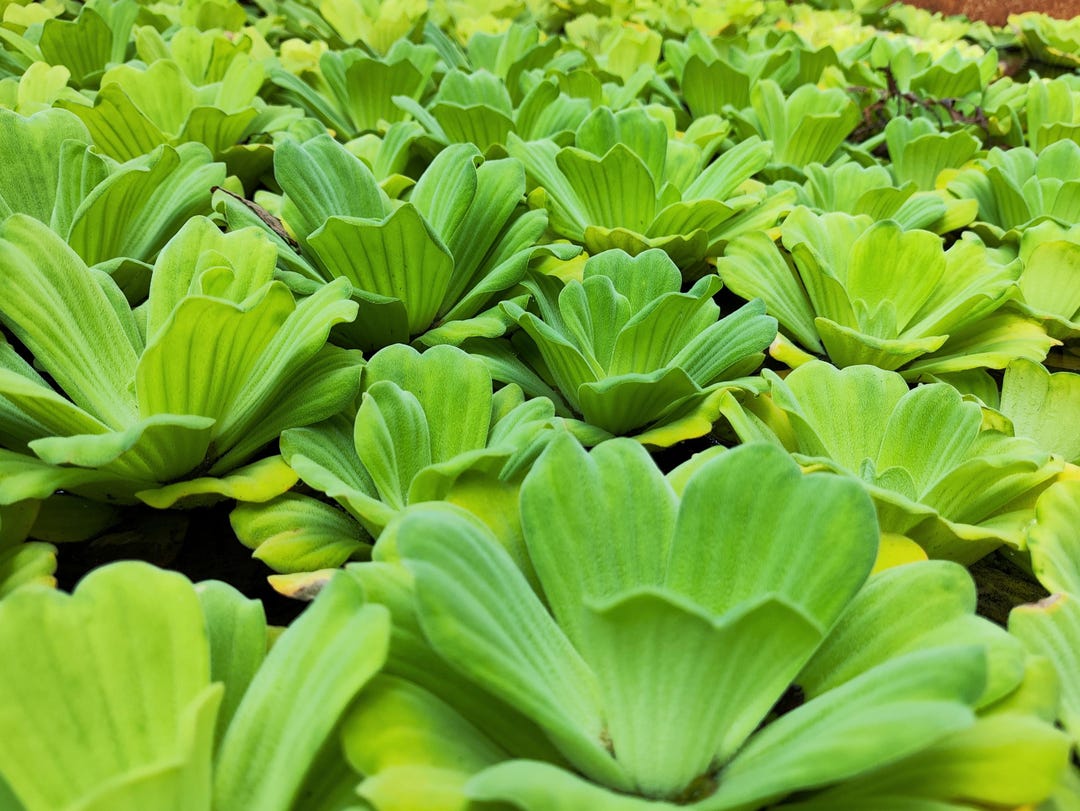 Rosette Water Lettuce or Pistia Stratiotes Floating Freshwater Aquatic ...