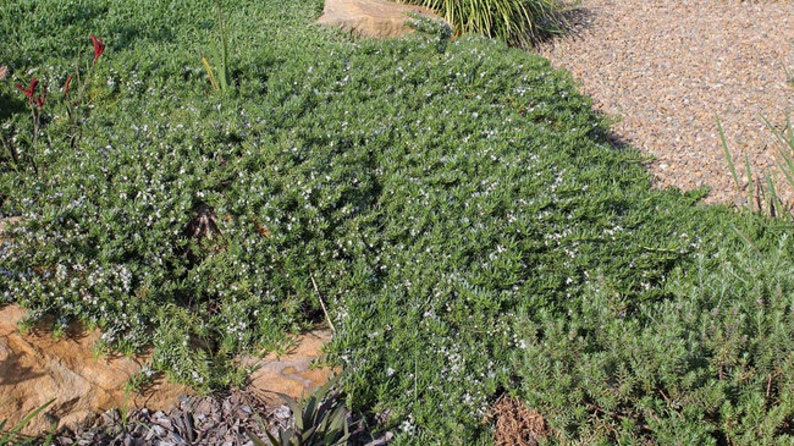Myoporum Parvifolium or Dwarf Native Myrtle 5 Cuttings, NOT ROOTED - Etsy
